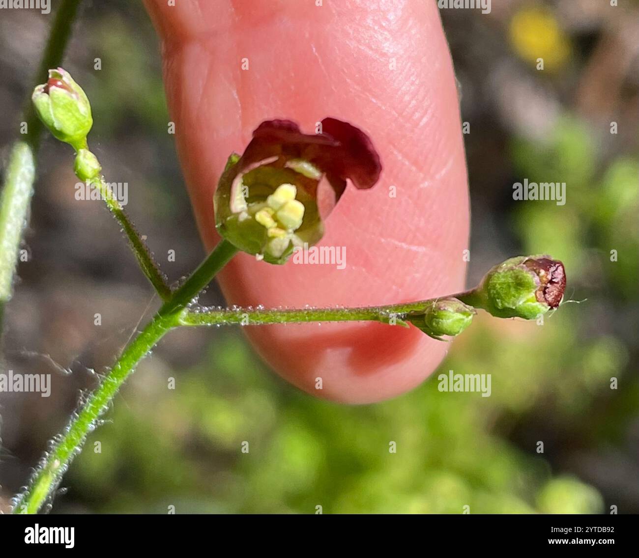 California beeplant (Scrophularia californica Stock Photo - Alamy