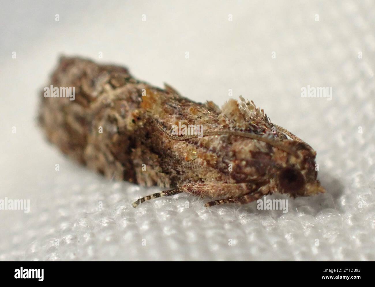 False codling moth hi-res stock photography and images - Alamy