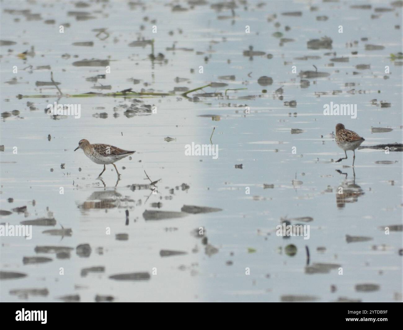 Sharp-tailed Sandpiper (Calidris acuminata Stock Photo - Alamy