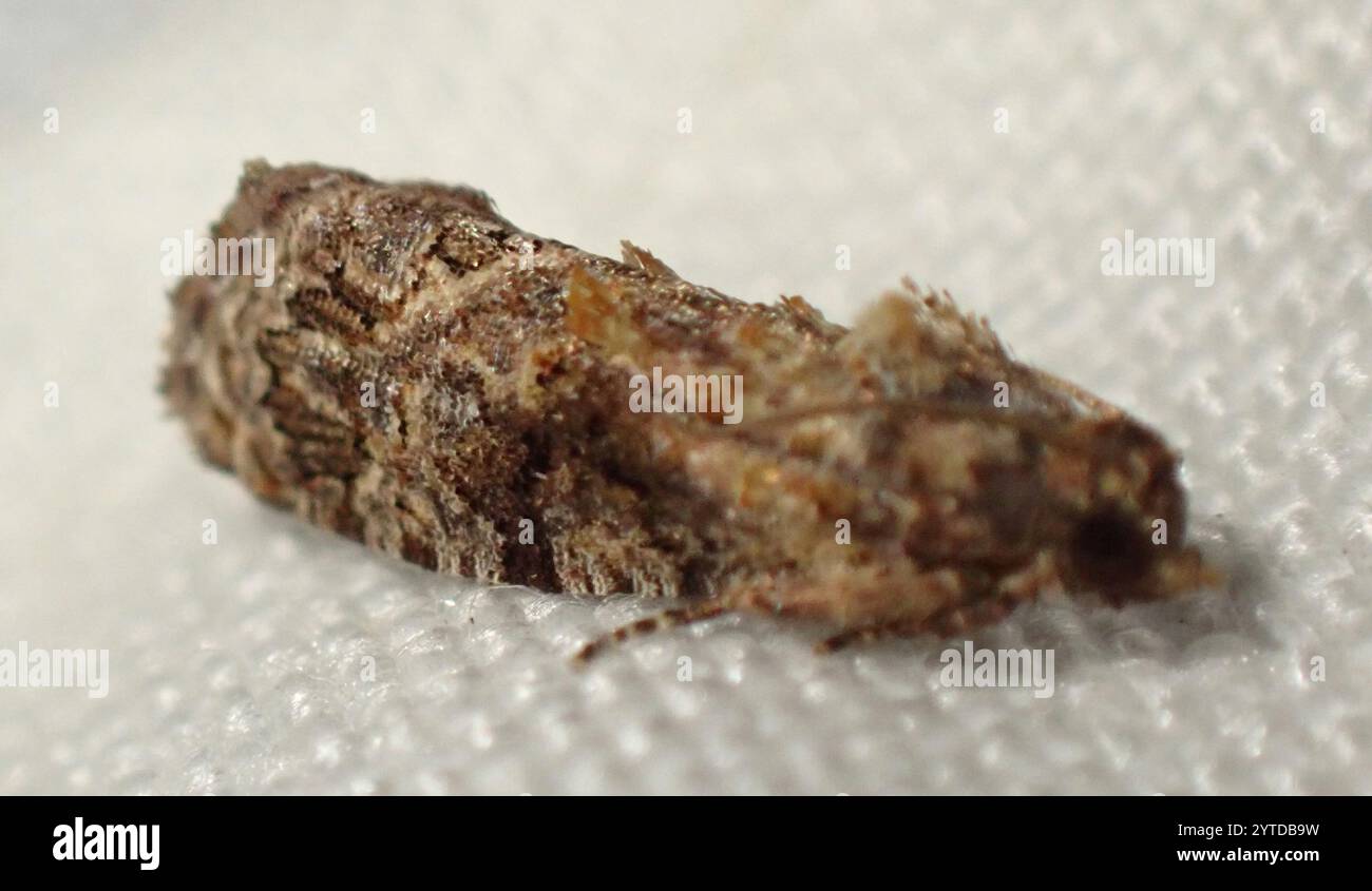 False Codling Moth (Thaumatotibia leucotreta Stock Photo - Alamy