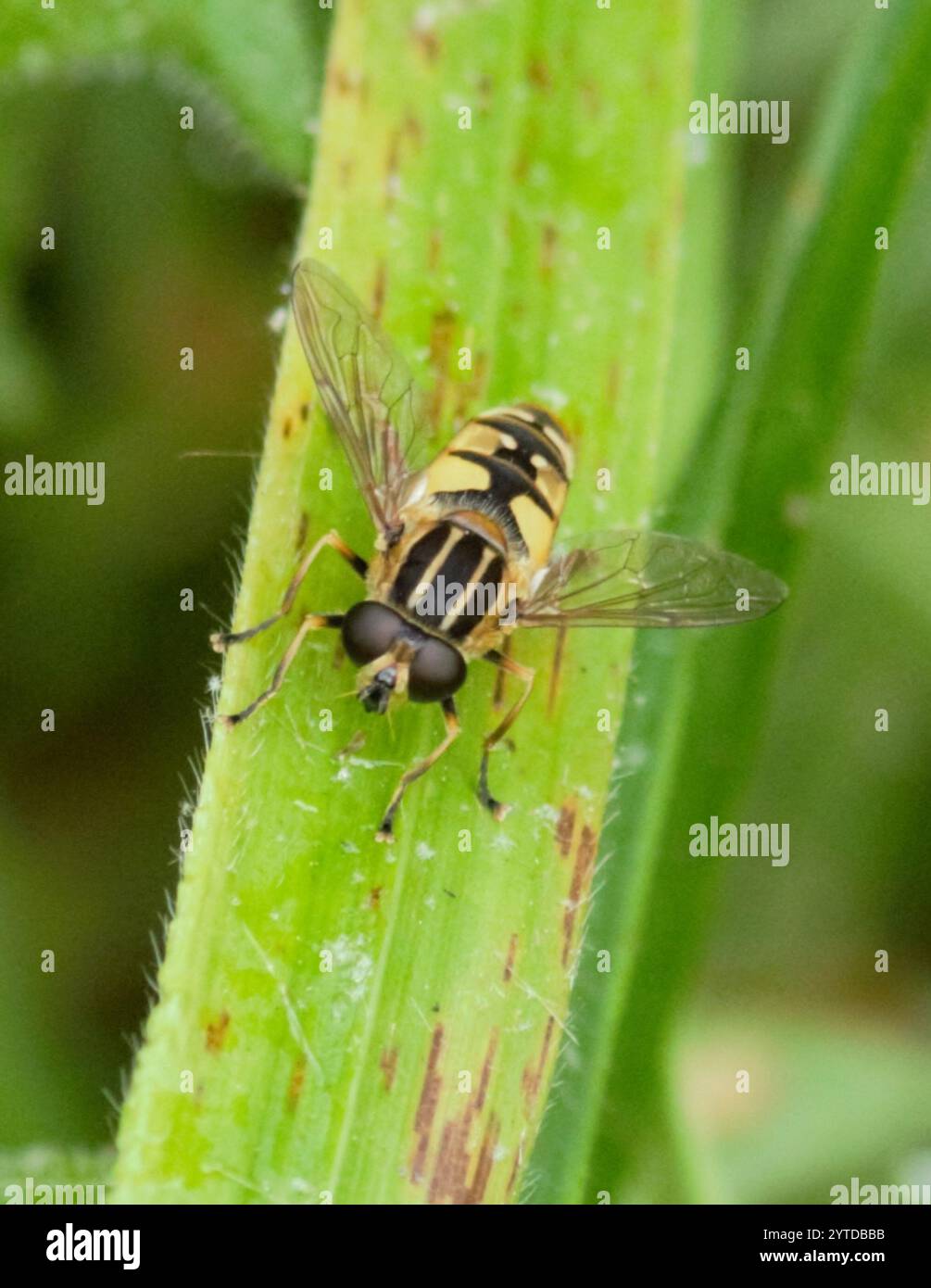 Sun Fly (Helophilus pendulus Stock Photo - Alamy