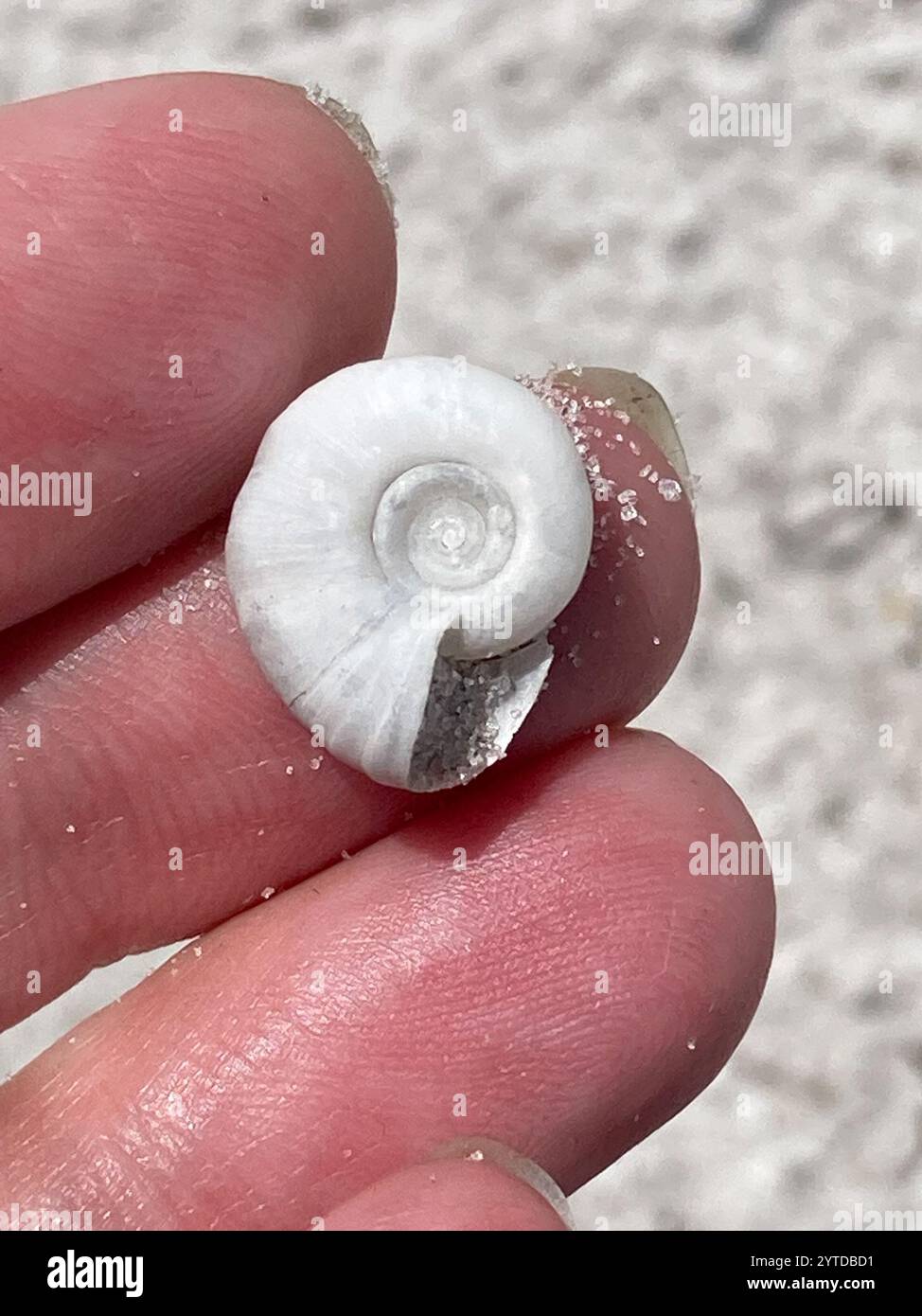 Ramshorn snails (Planorbidae Stock Photo - Alamy