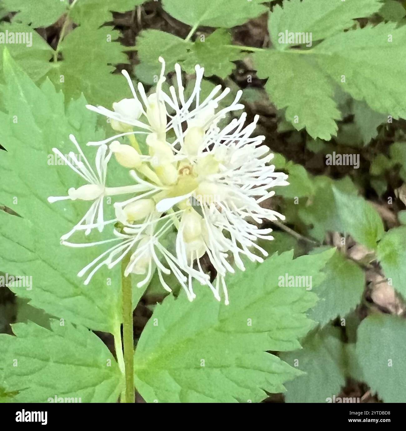 Eurasian baneberry (Actaea spicata Stock Photo - Alamy