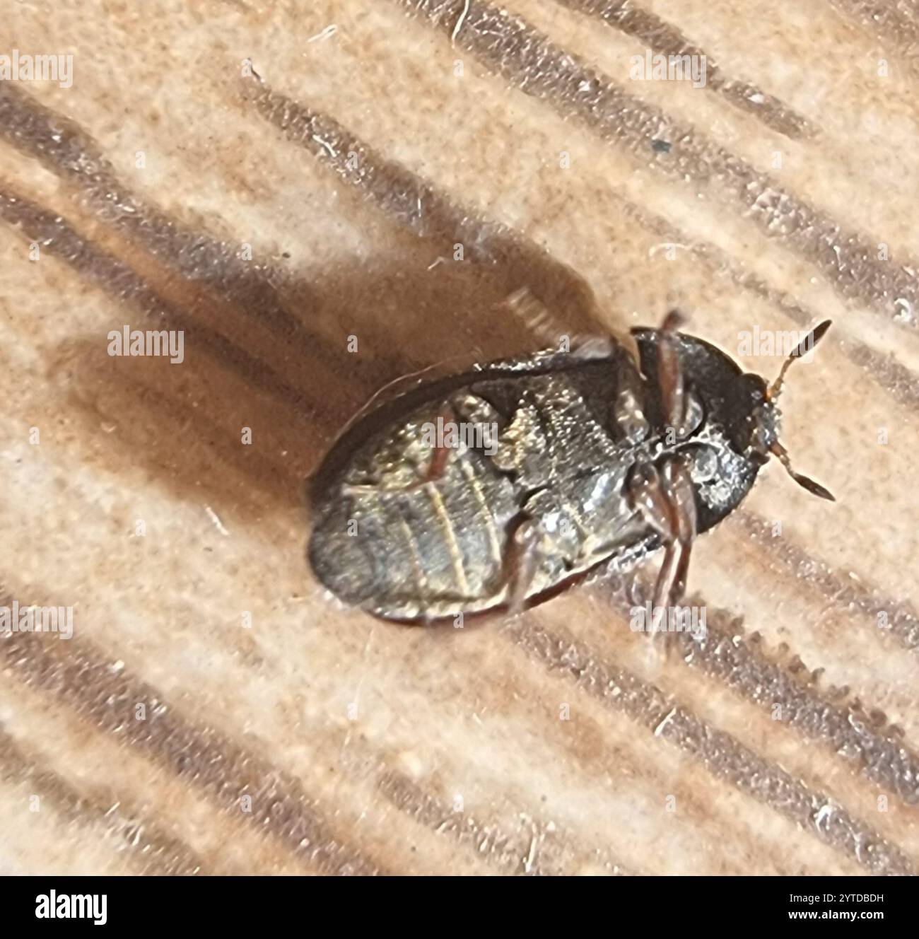 Black Carpet Beetles (Attagenus Stock Photo - Alamy
