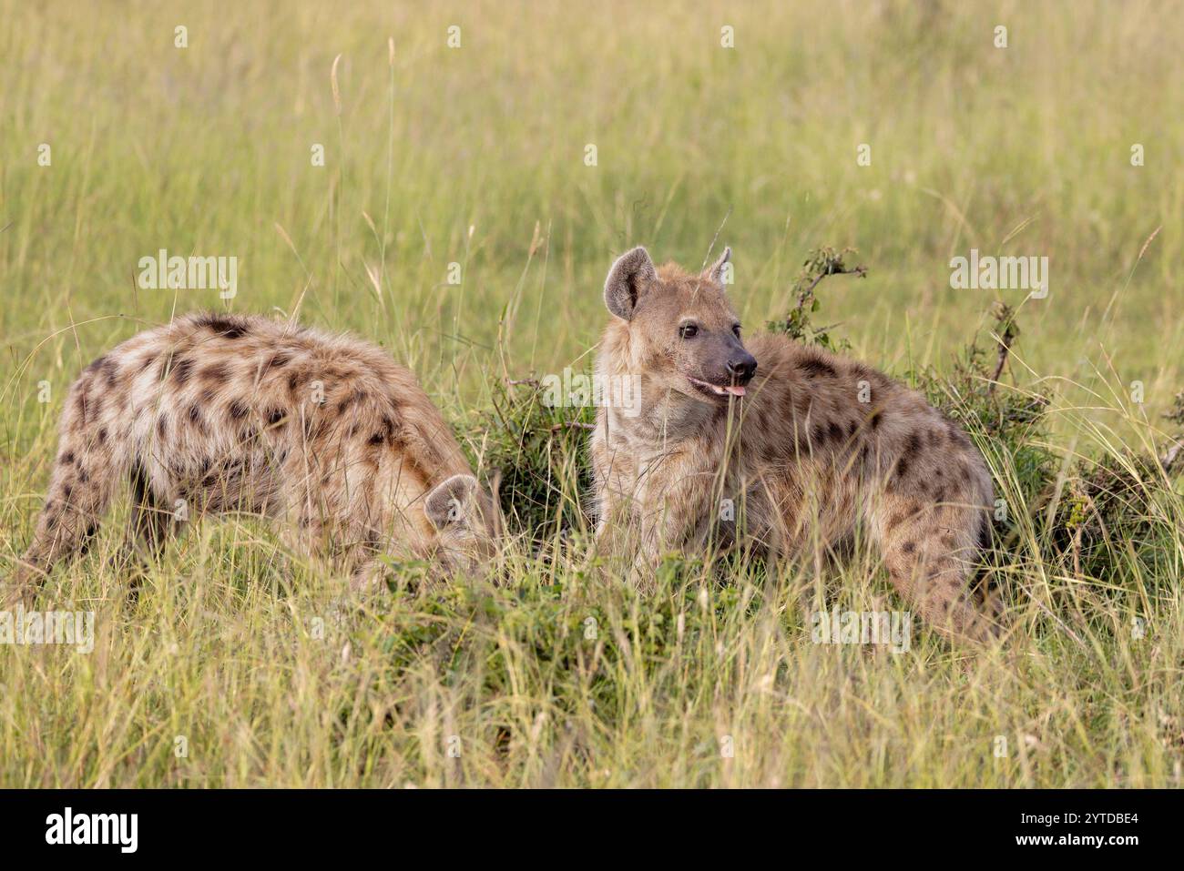 A group of Spotted Hyenas in tall grassland, one looking up and back ...