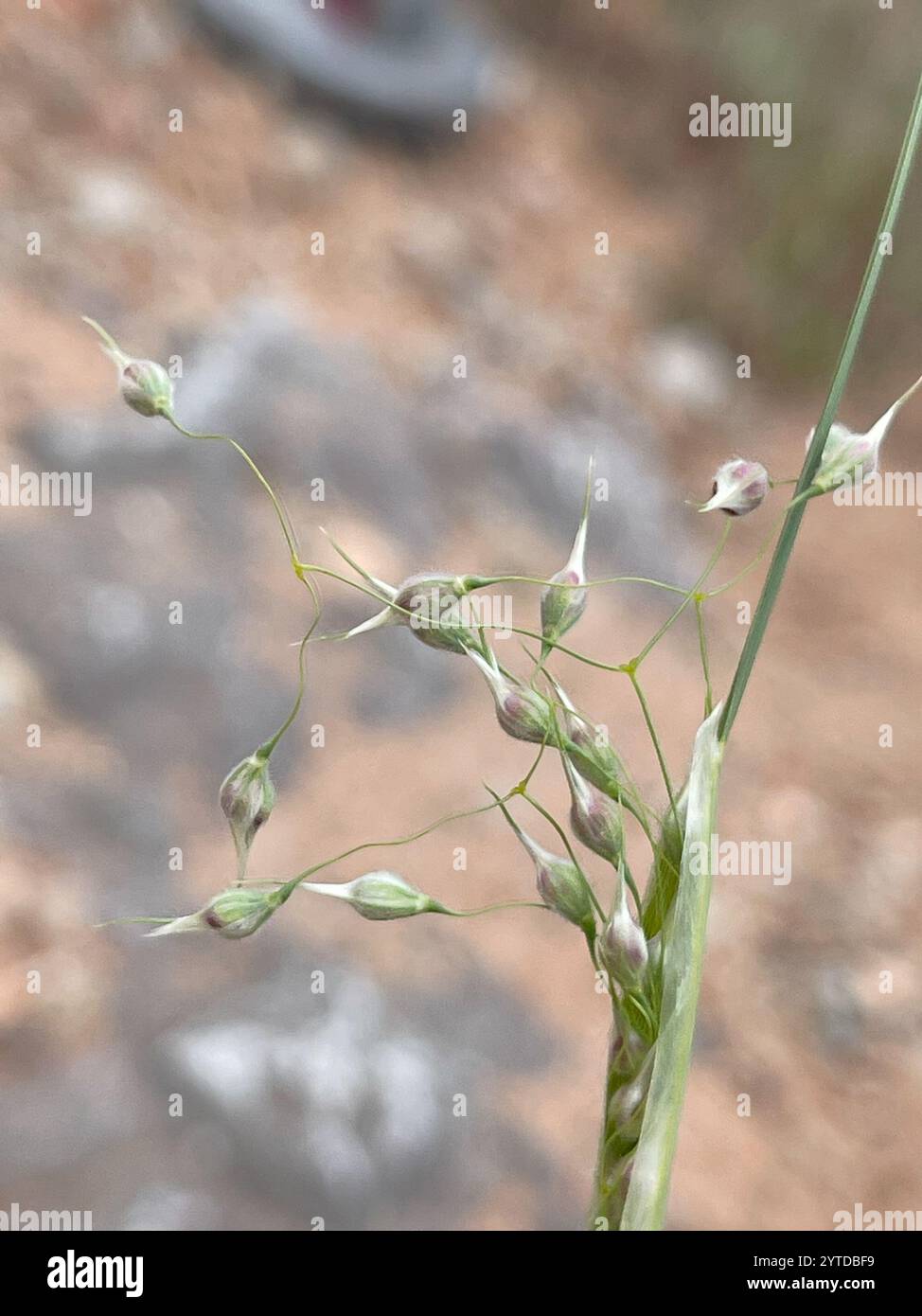 Sand Ricegrass (Eriocoma hymenoides Stock Photo - Alamy