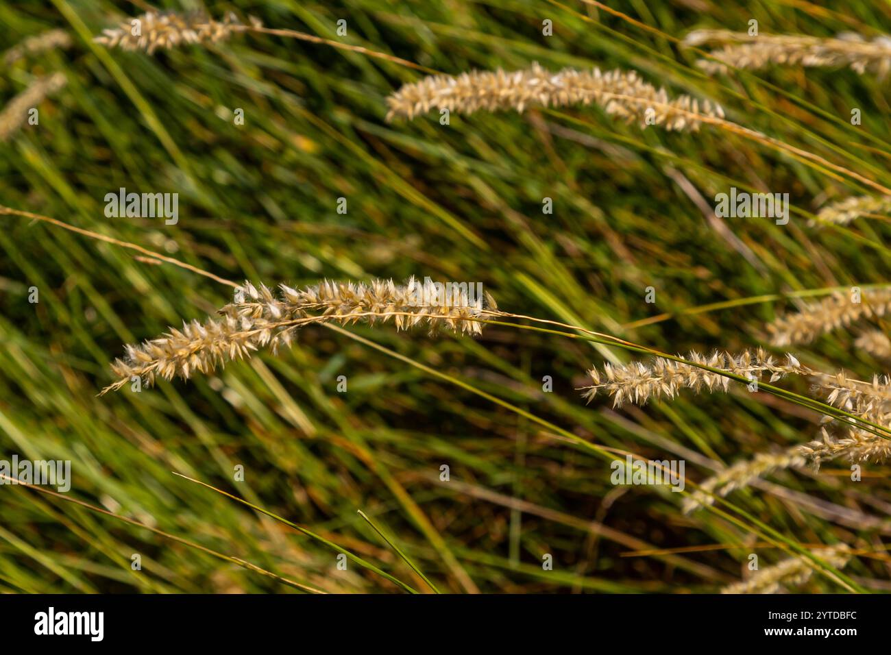 Hairy melic seeds - Latin name - Melica ciliata Stock Photo - Alamy