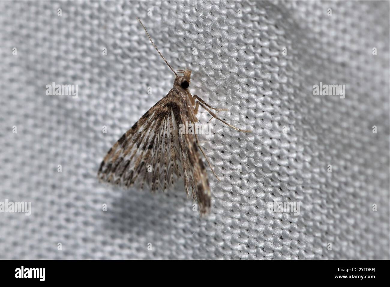 Montana Six-plume Moth (Alucita montana Stock Photo - Alamy