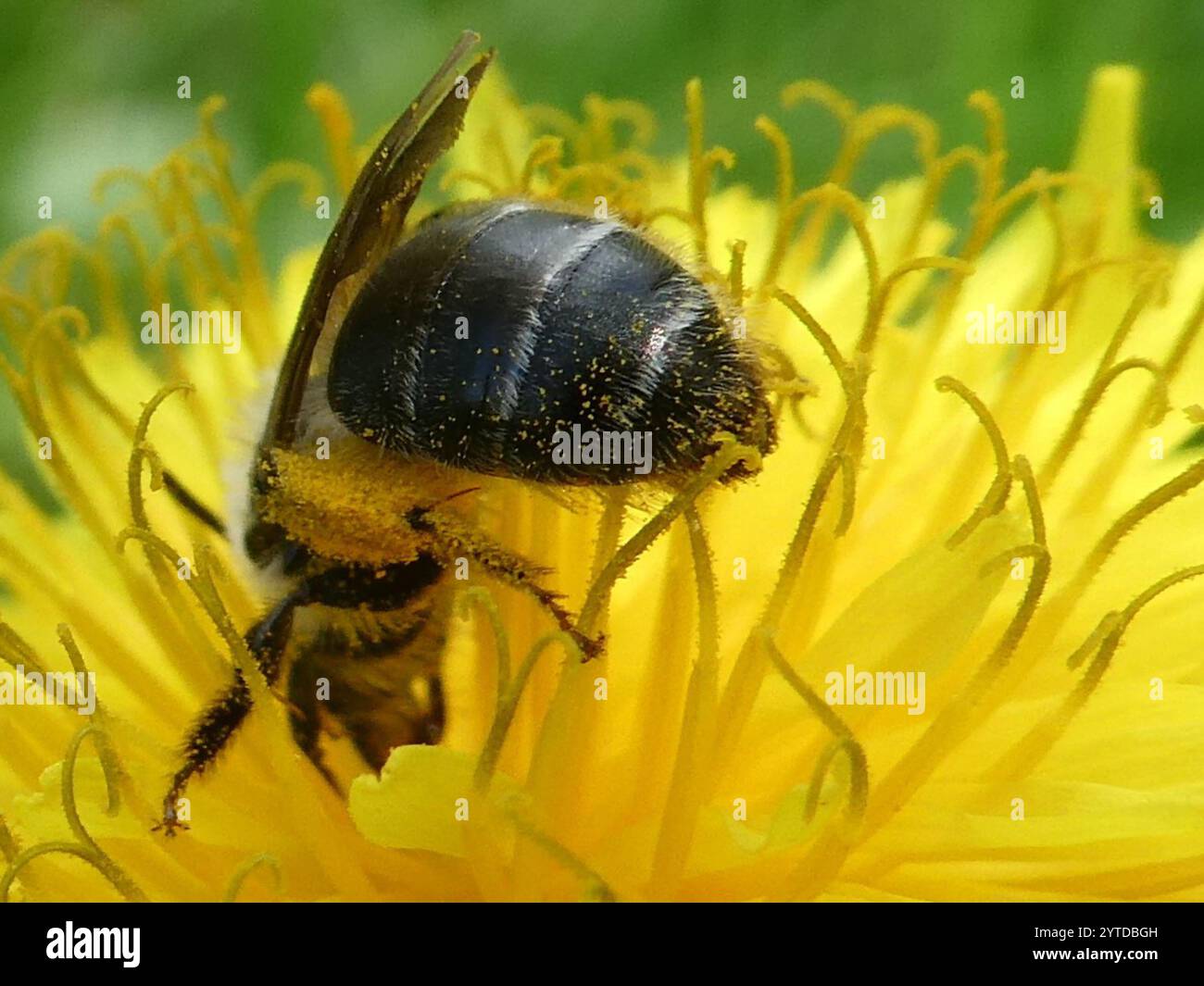 Mining Bees (Andrena Stock Photo - Alamy