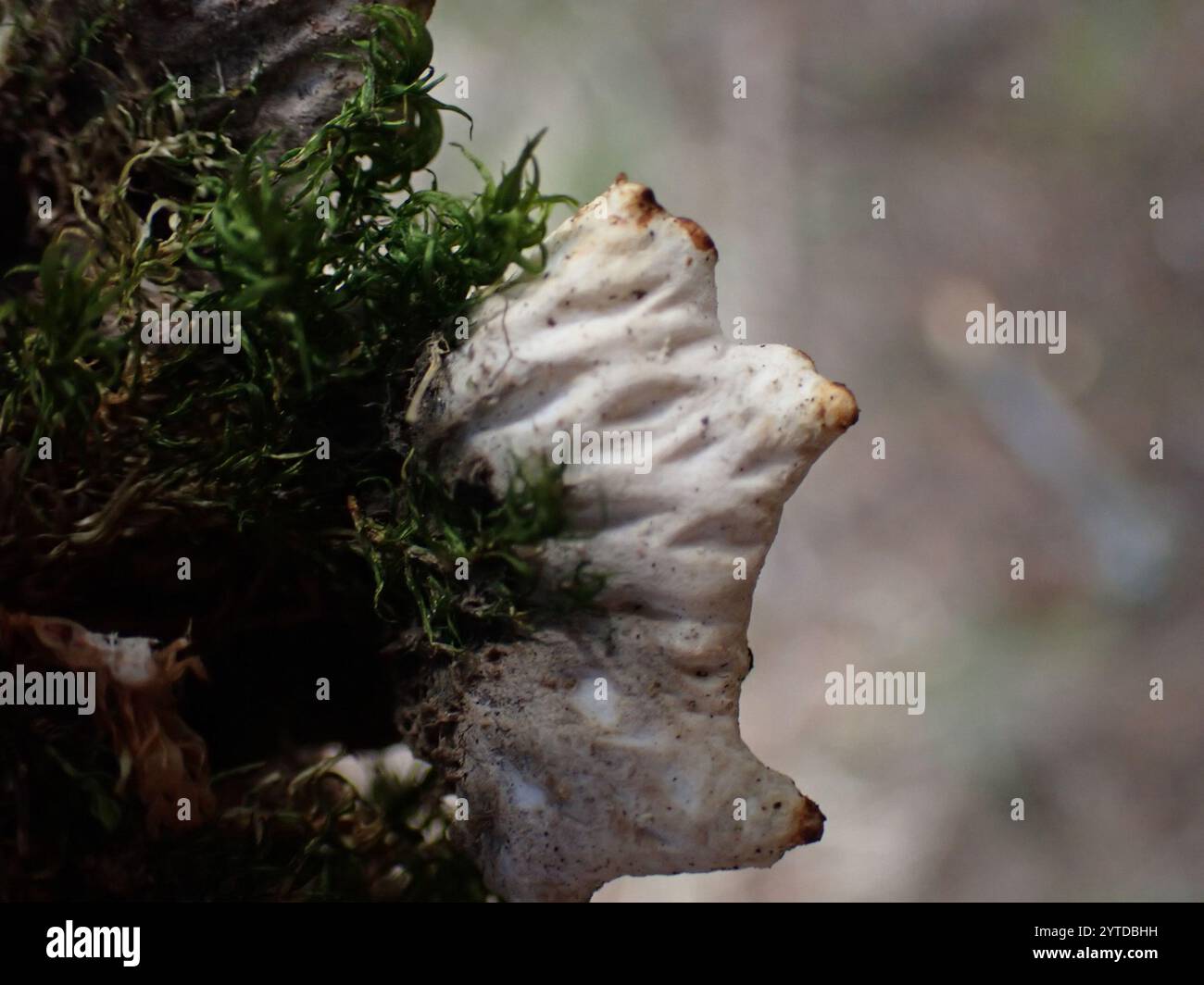 dog pelt lichen (Peltigera canina Stock Photo - Alamy
