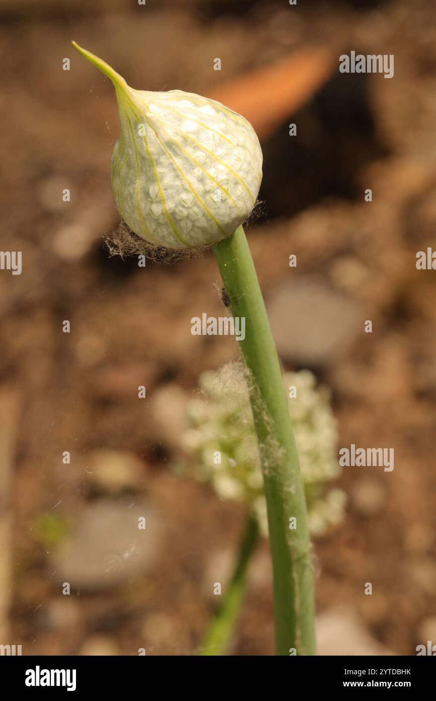 Common Onion (Allium cepa Stock Photo - Alamy
