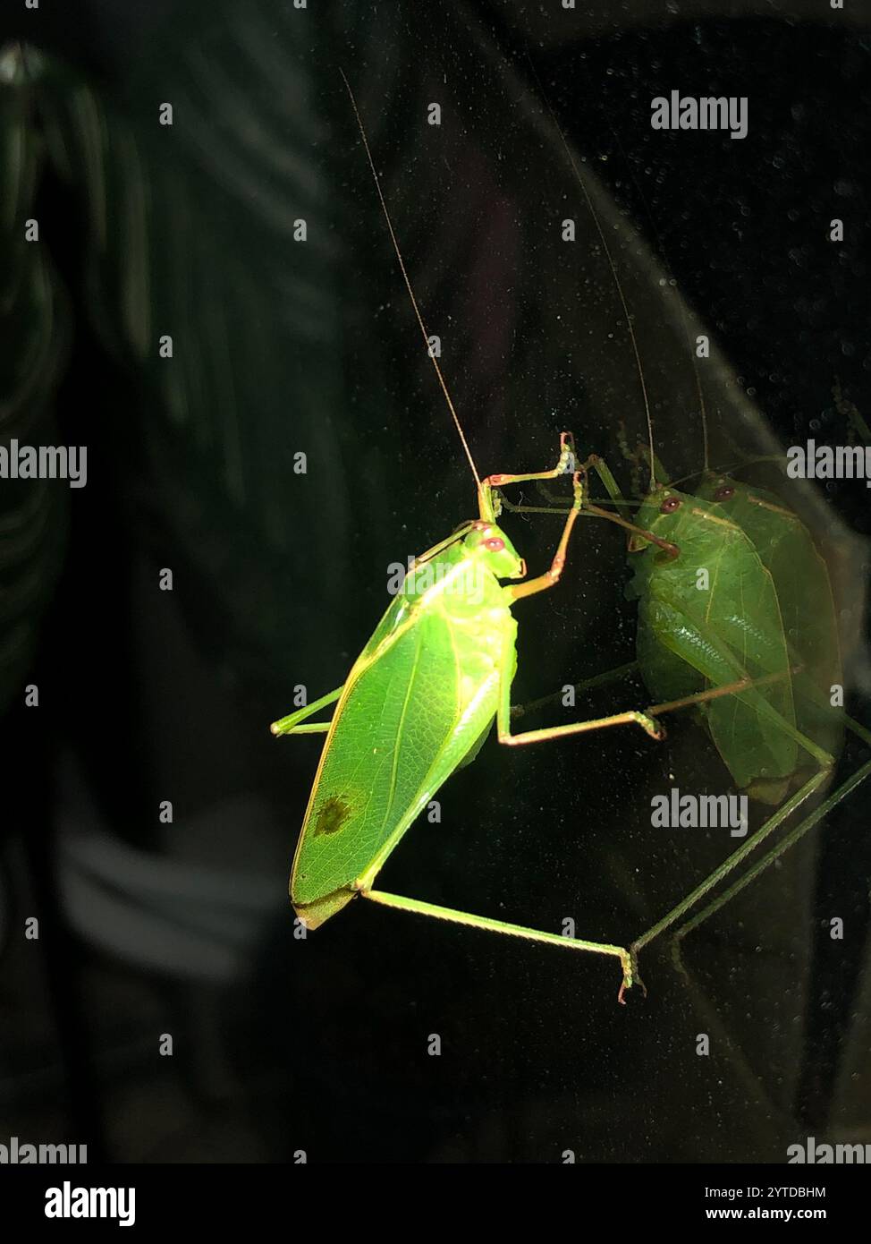 Australian Common Garden Katydid (Caedicia simplex Stock Photo - Alamy