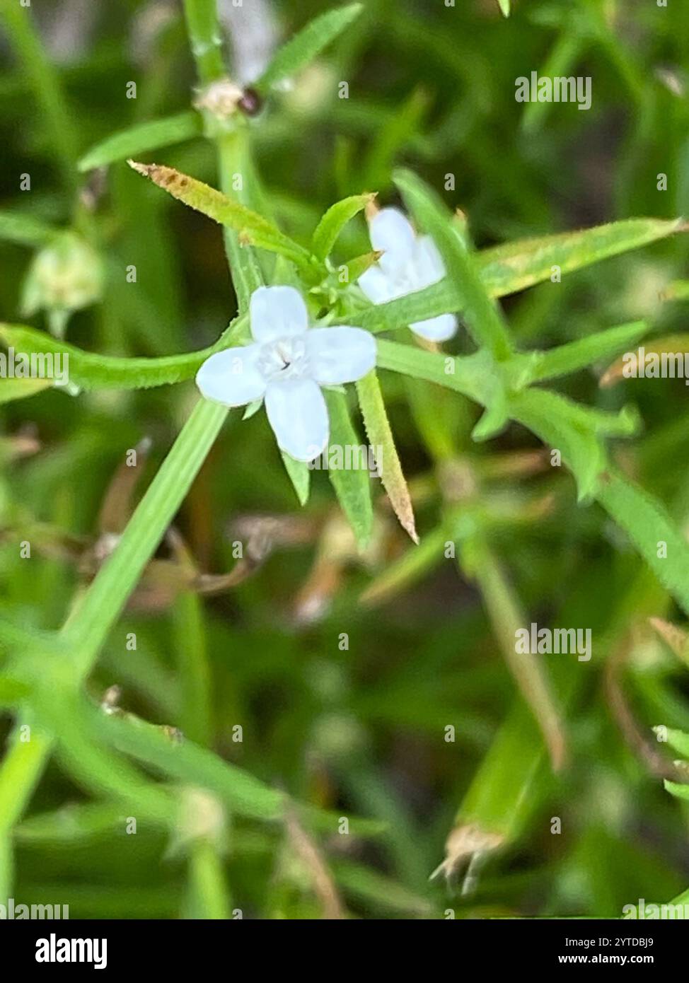 Rust Weed (Polypremum procumbens Stock Photo - Alamy