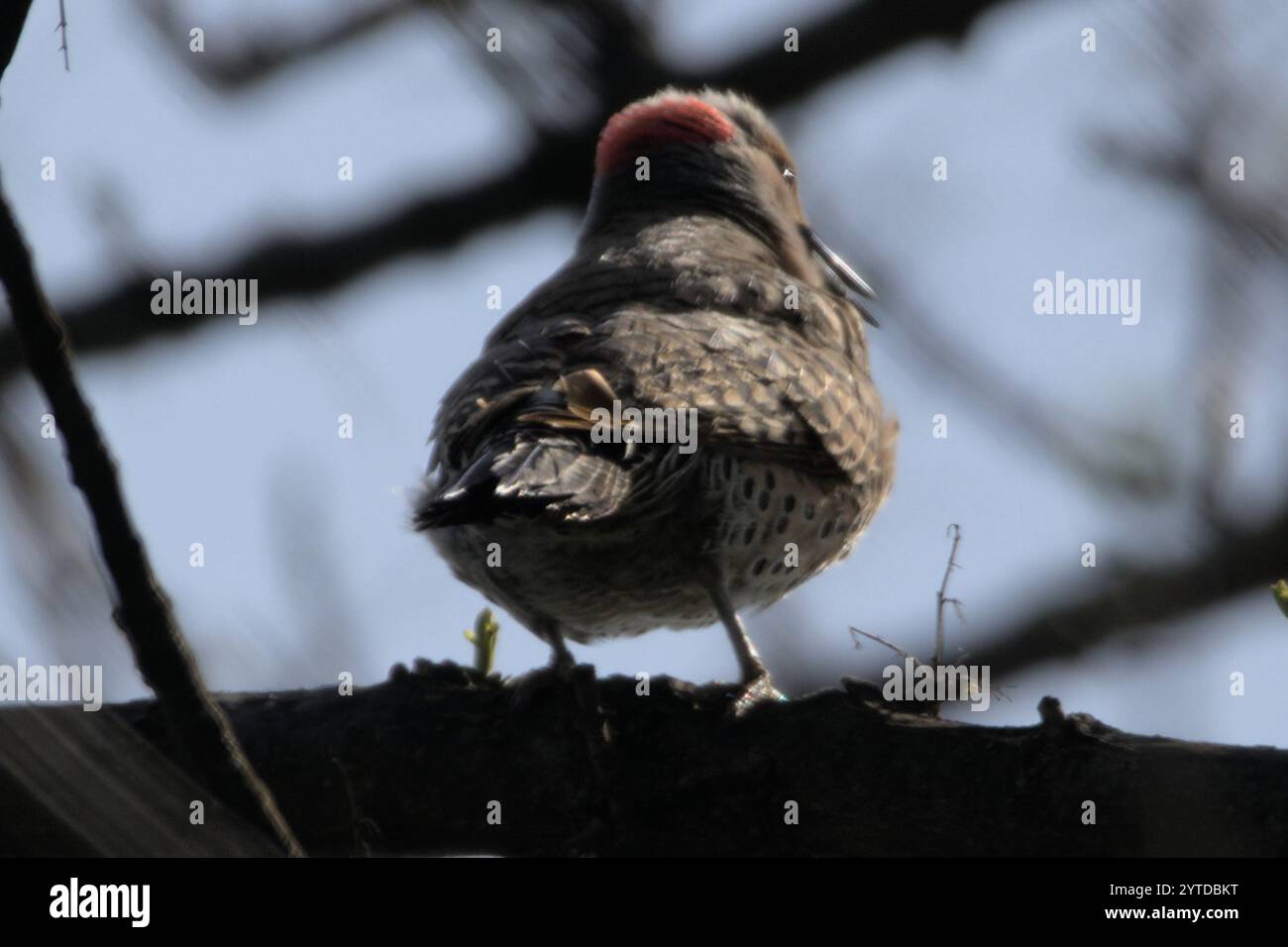Northern Flicker (Colaptes auratus Stock Photo - Alamy