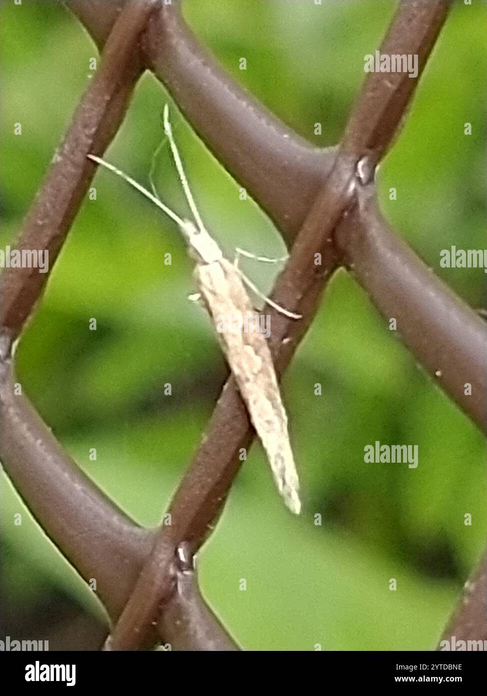 Diamondback Moth (Plutella xylostella Stock Photo - Alamy
