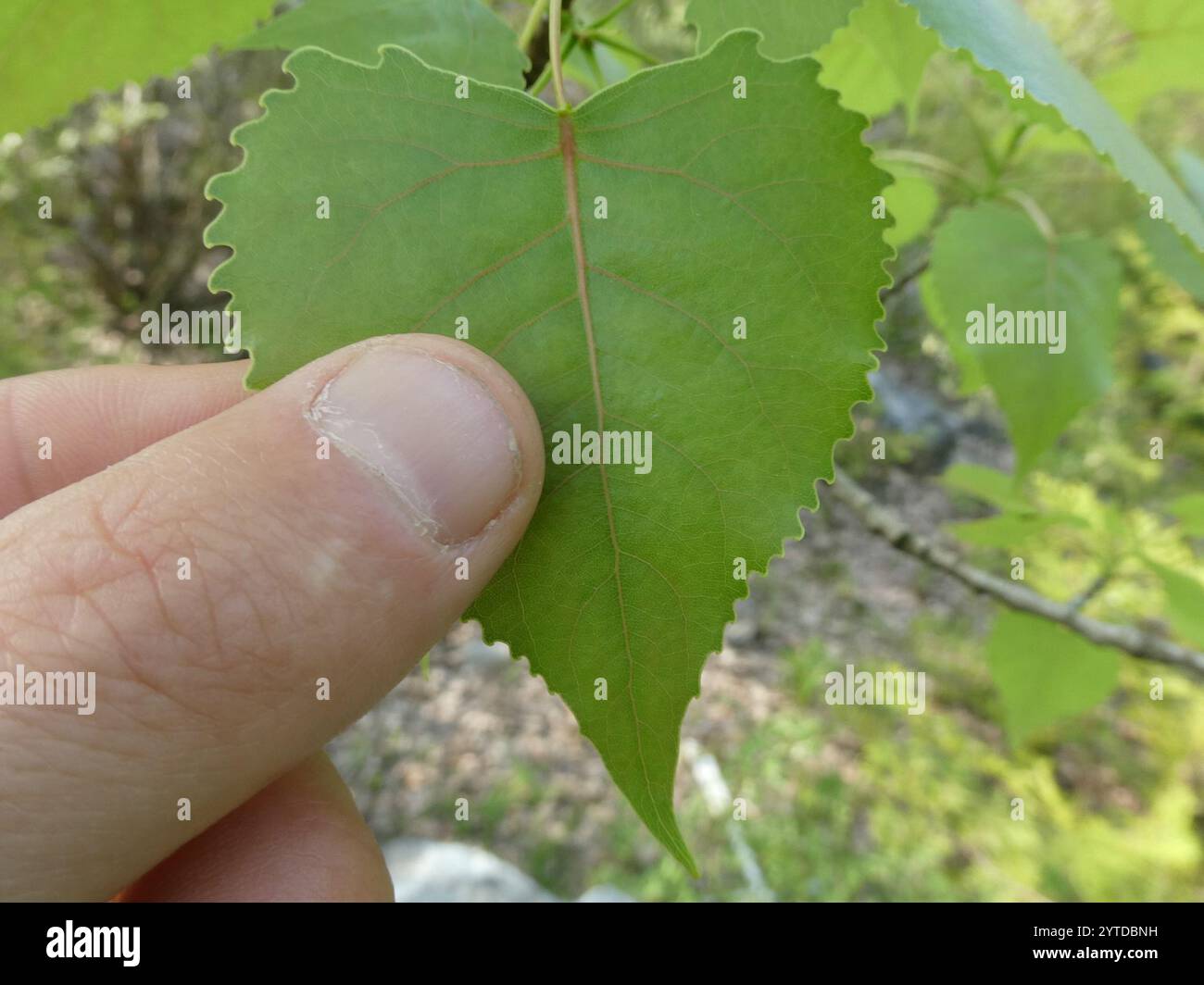 Eastern Cottonwood (Populus deltoides Stock Photo - Alamy