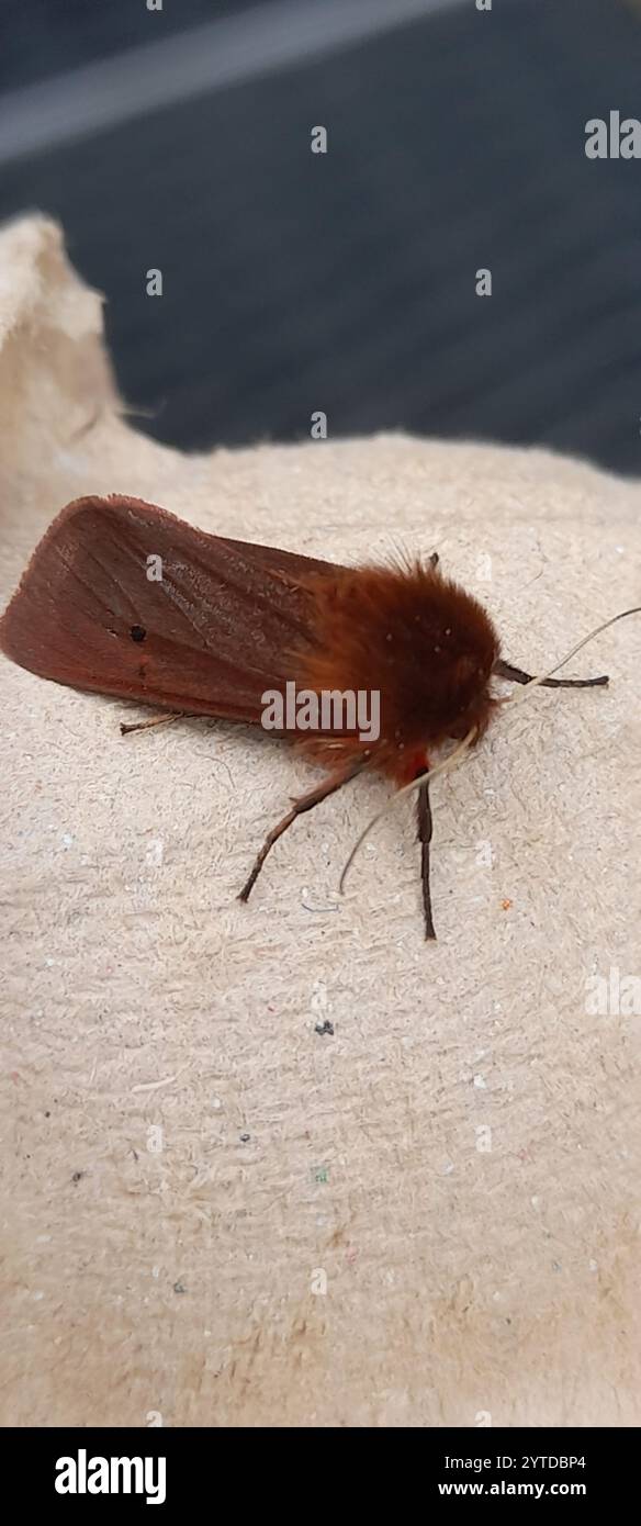 Ruby Tiger Moth (Phragmatobia fuliginosa Stock Photo - Alamy