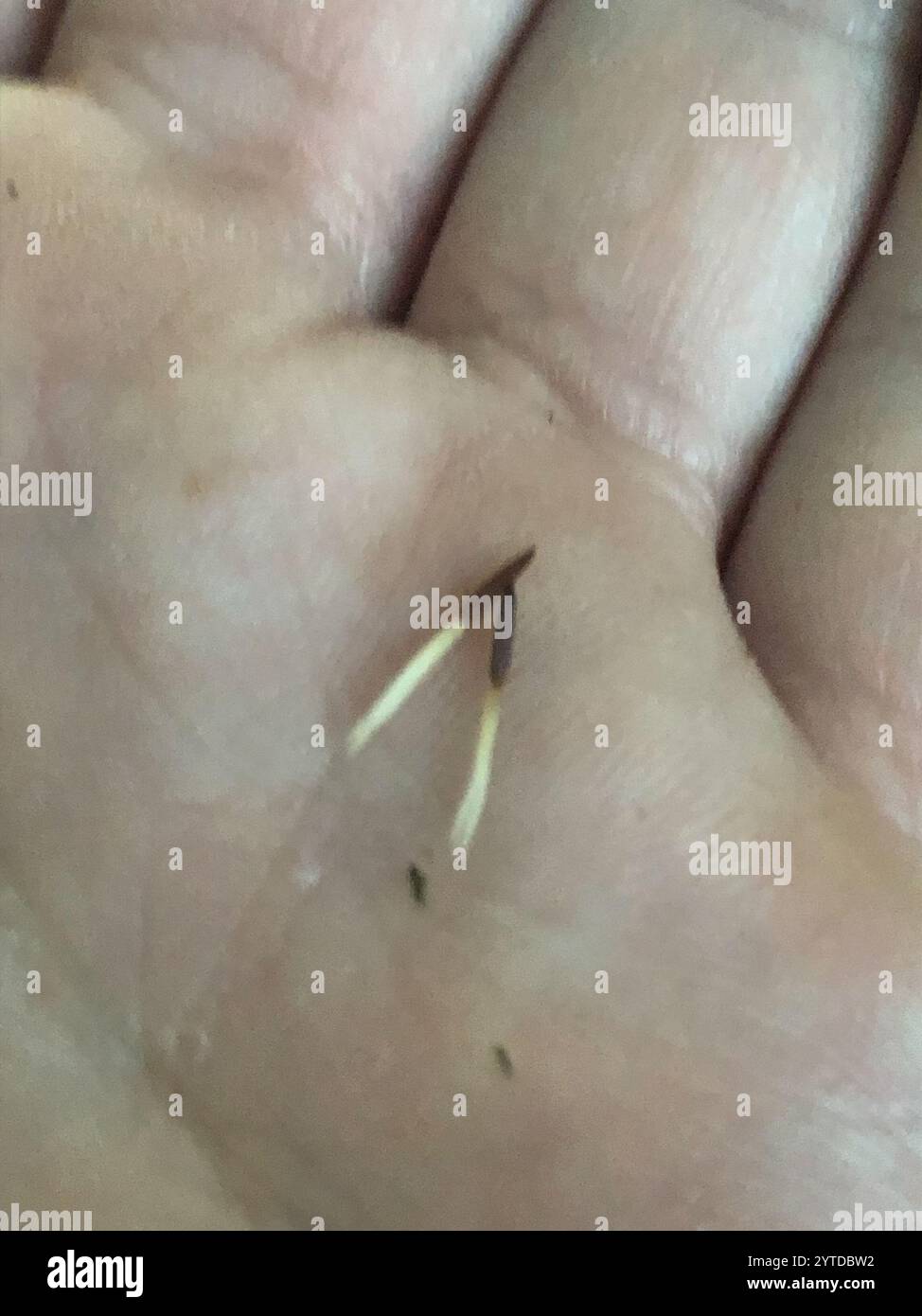 Smooth Cat's Ear (Hypochaeris glabra Stock Photo - Alamy