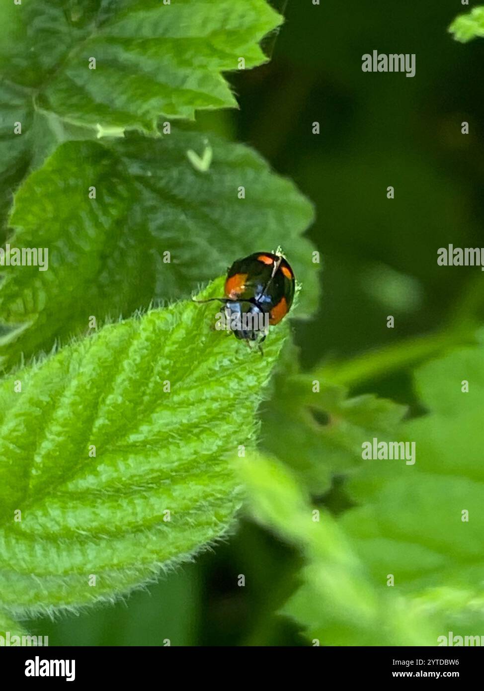 Two-spotted Lady Beetle (Adalia bipunctata Stock Photo - Alamy
