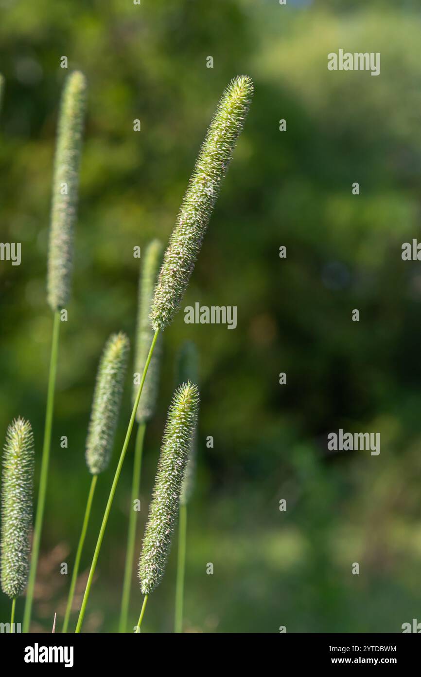 Valuable forage grass timothy Phleum pratense grows in the meadow Stock ...