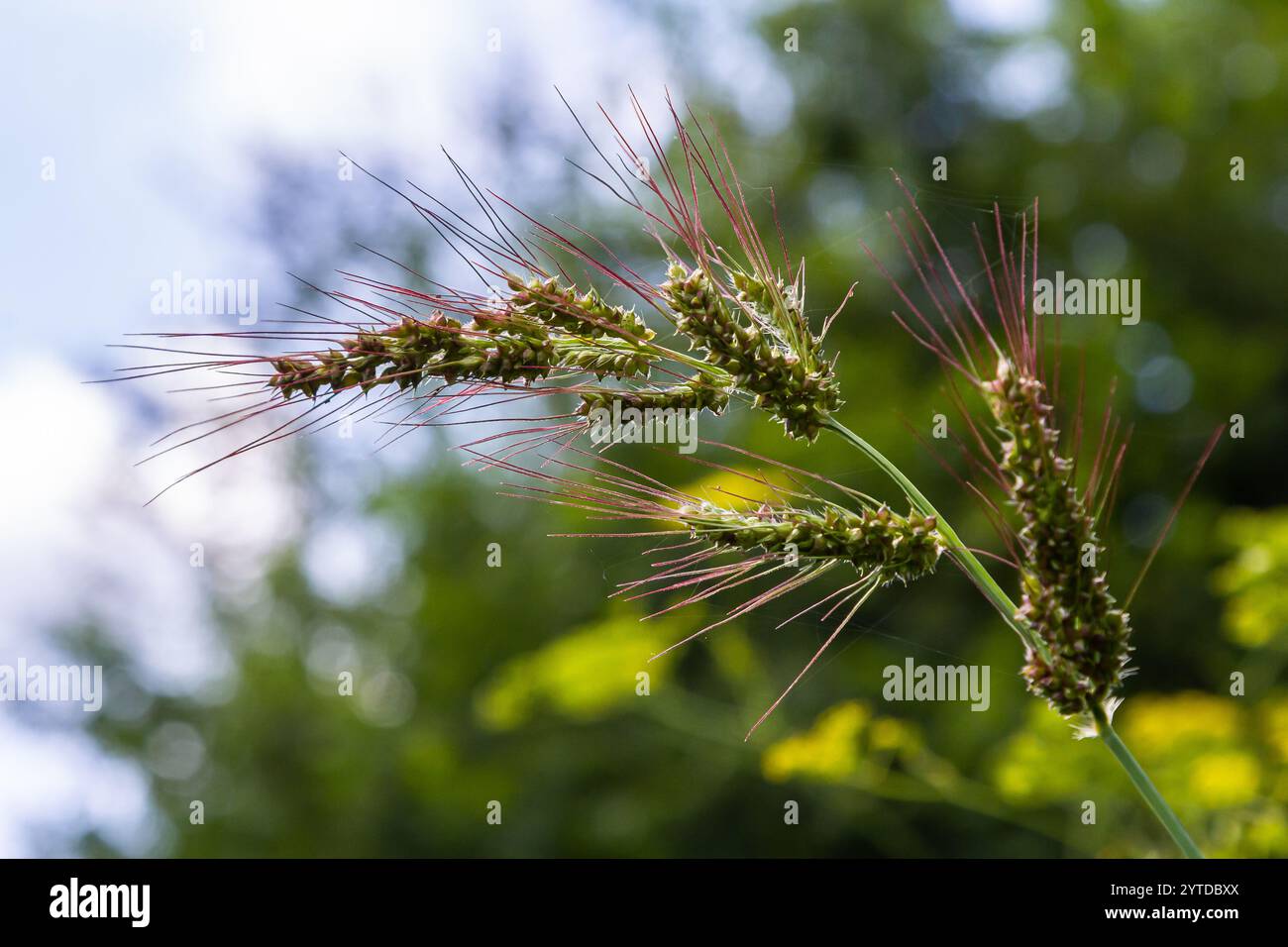 Echinochloa crus-galli, commonly known as cockspur or cockspur grass ...