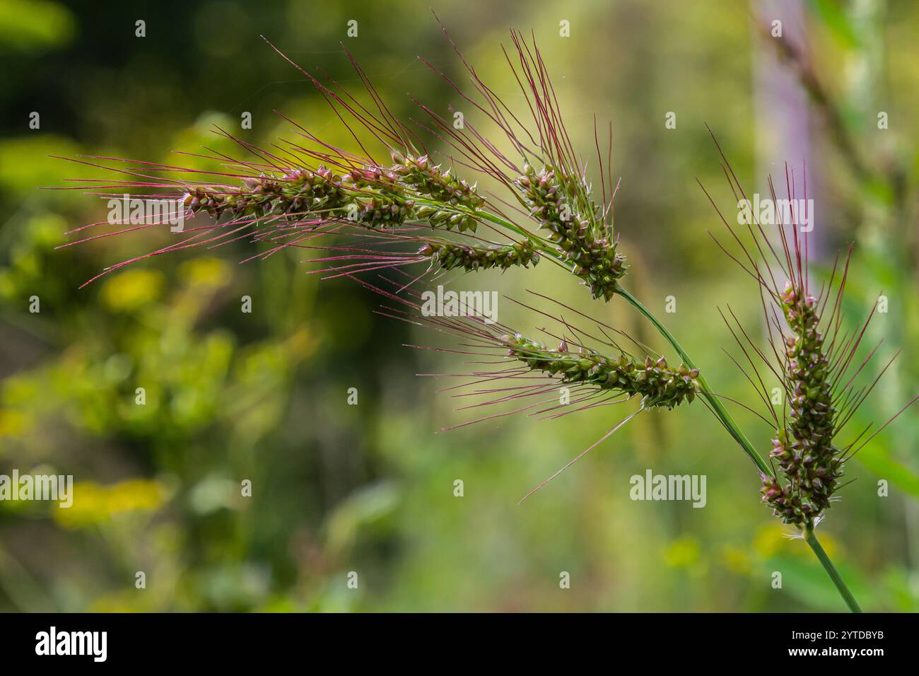 Echinochloa crus-galli, commonly known as cockspur or cockspur grass ...