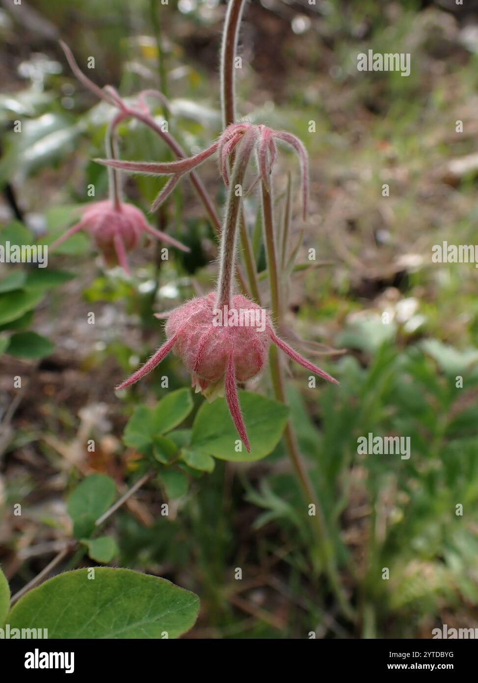 prairie smoke (Geum triflorum Stock Photo - Alamy