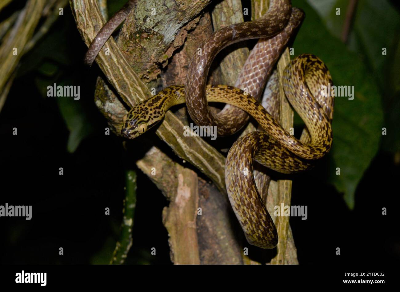 Northern Marbled Nocturnal Tree Snake (Dipsadoboa flavida Stock Photo ...