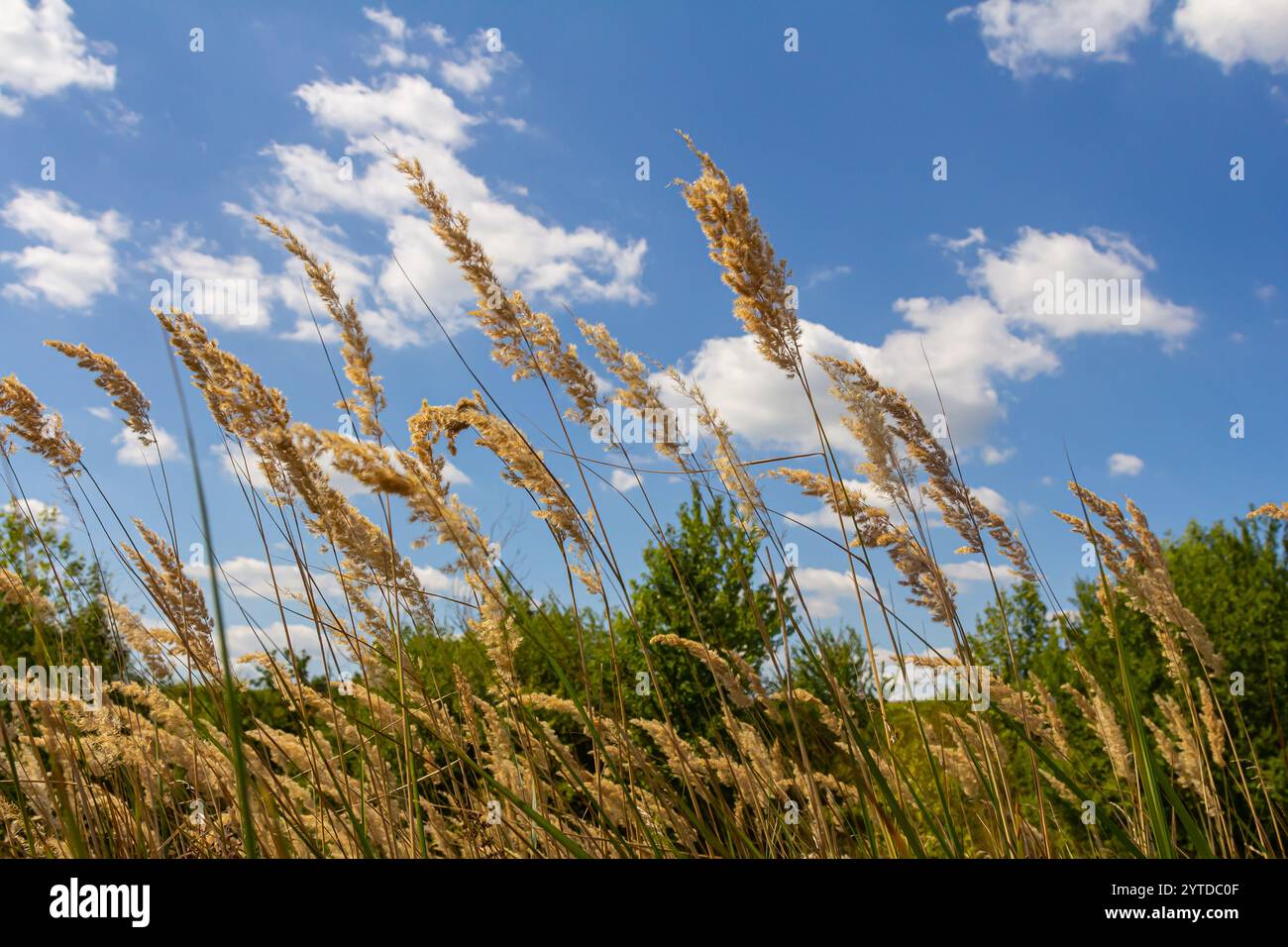 Inflorescence of wood small-reed Calamagrostis epigejos on a meadow ...