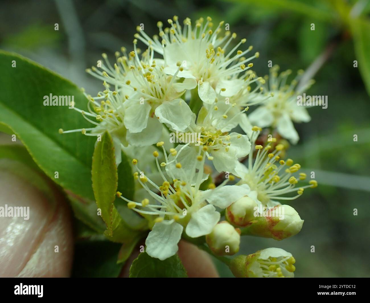 Bitter cherry (Prunus emarginata Stock Photo - Alamy