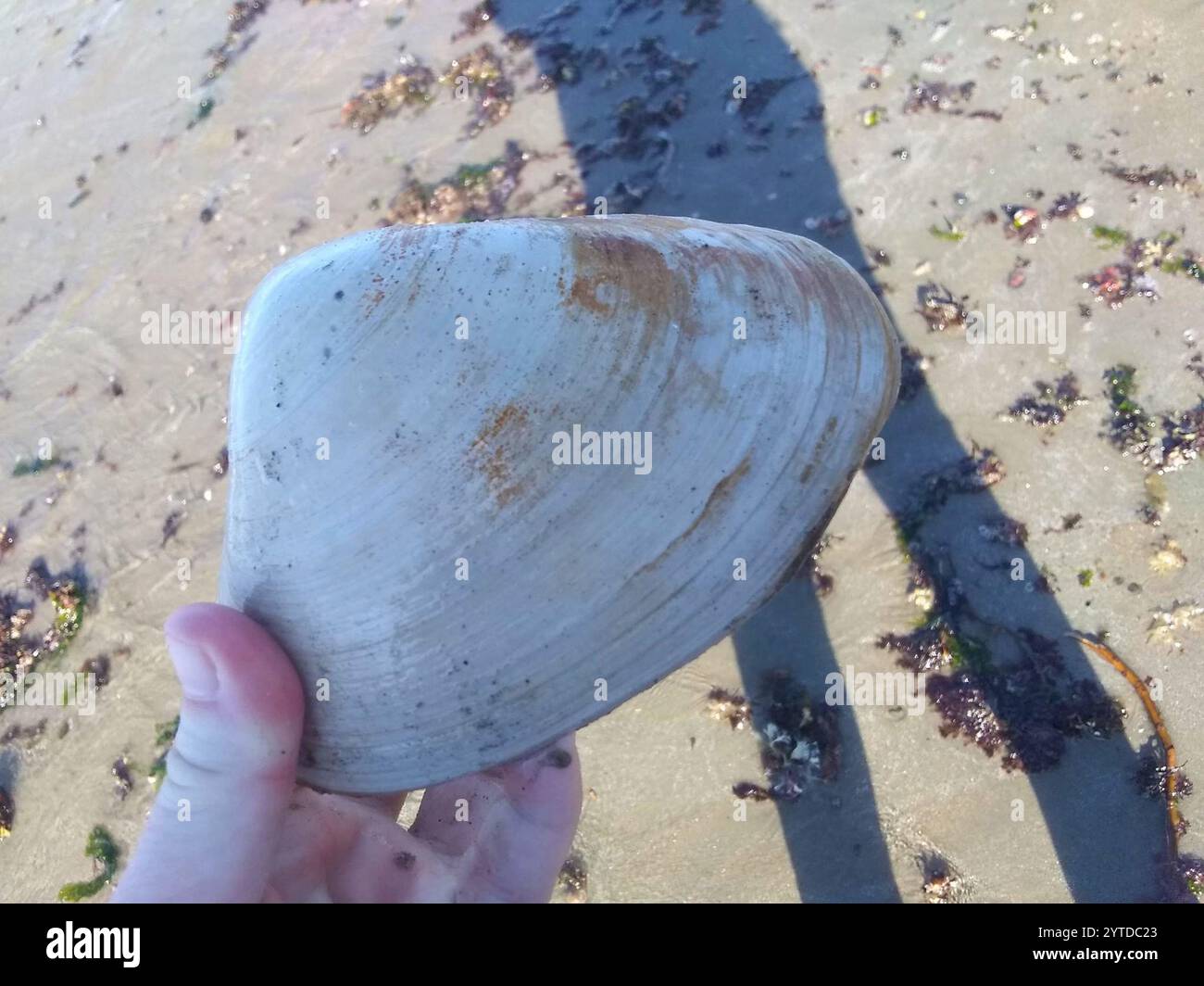 West Atlantic Surfclam (Spisula solidissima Stock Photo - Alamy