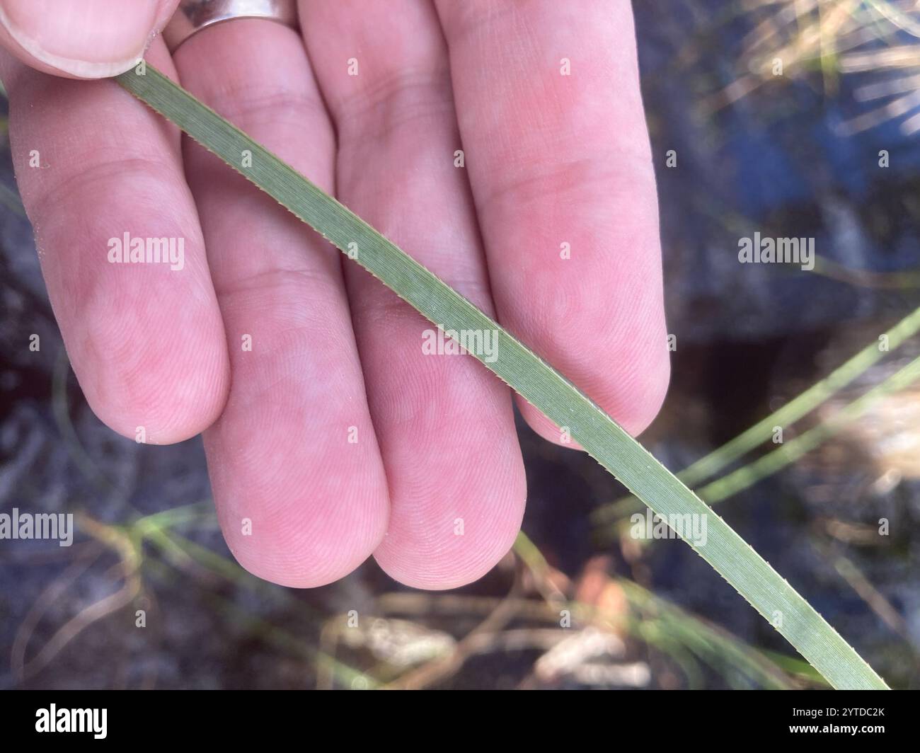 Jamaica swamp sawgrass (Cladium mariscus jamaicense Stock Photo - Alamy