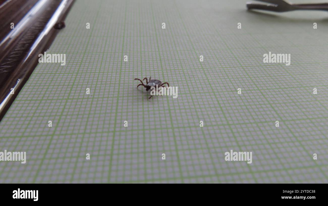 Rocky Mountain Wood Tick (Dermacentor andersoni Stock Photo - Alamy
