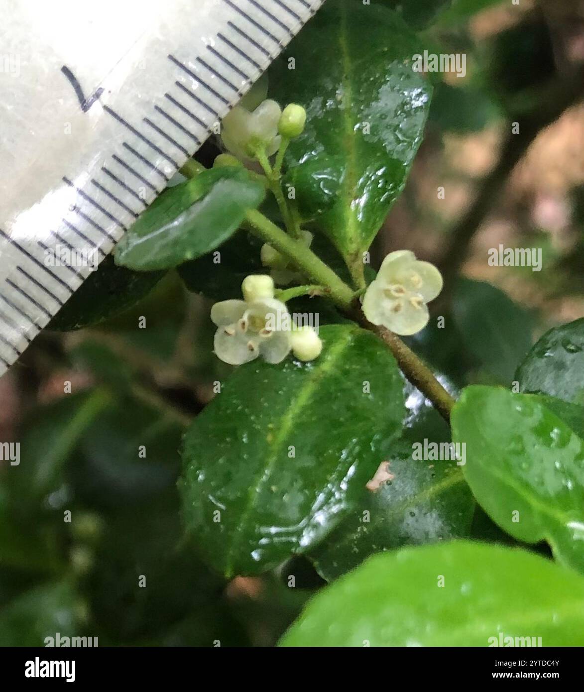 Japanese holly (Ilex crenata Stock Photo - Alamy