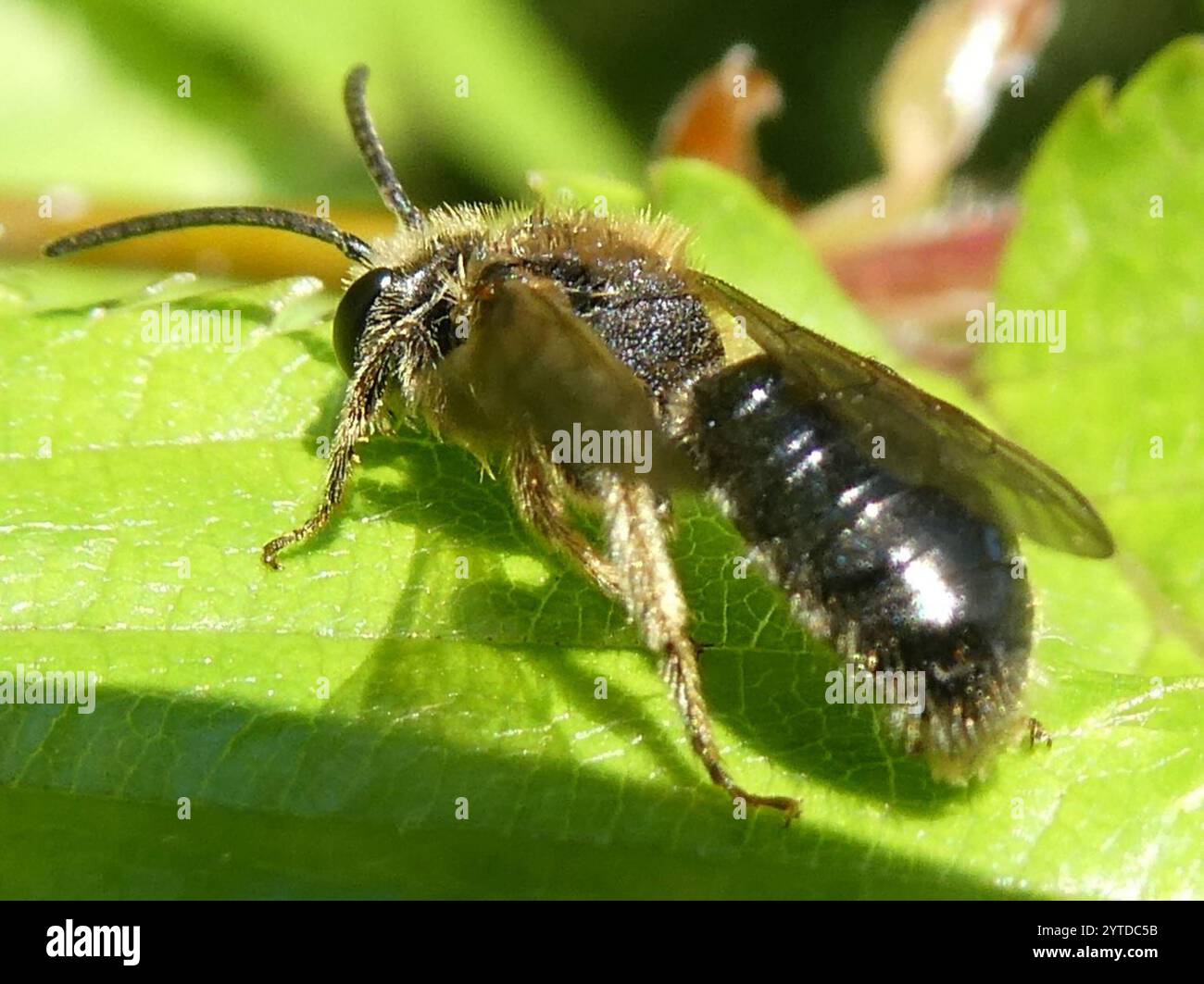 Mining Bees (Andrena Stock Photo - Alamy