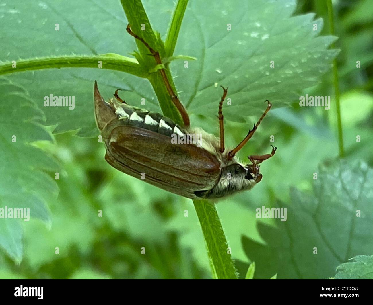 Common Cockchafer (Melolontha melolontha Stock Photo - Alamy