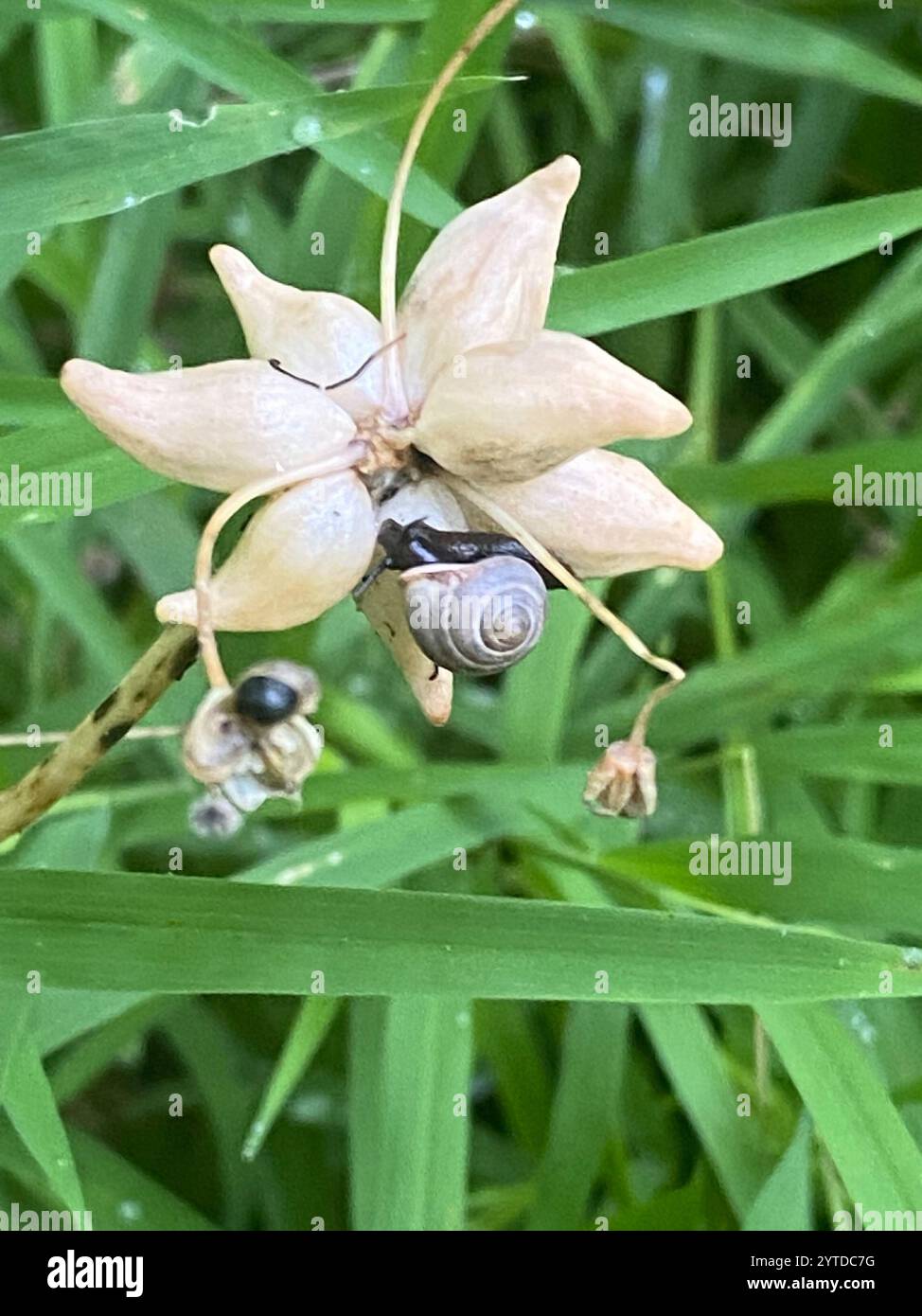 Globular Drop Snail (Helicina orbiculata Stock Photo - Alamy