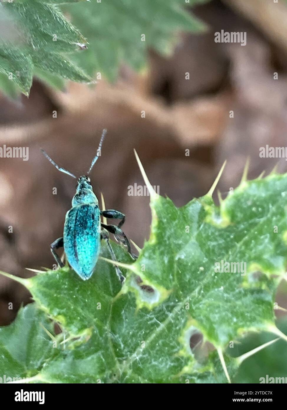 Nettle weevil (Phyllobius pomaceus Stock Photo - Alamy