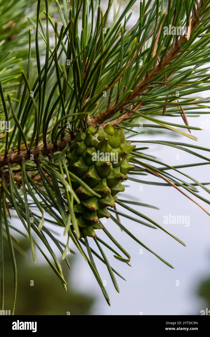 a small-growing cedar pine.Pinus pumila with big green cones in a sunny ...