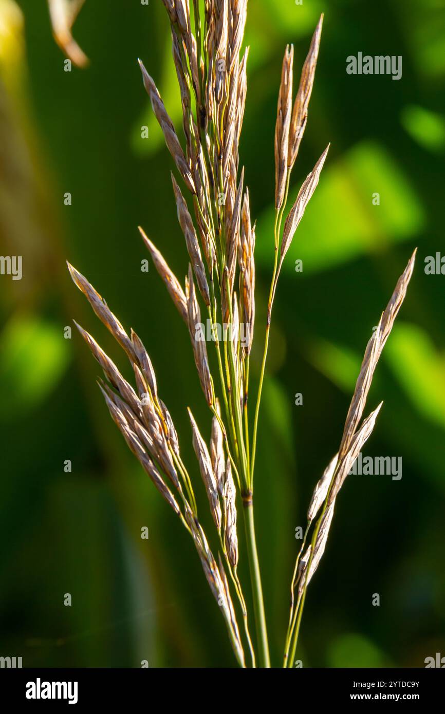 Bromegrass seed heads with blurry background. Bromus is a large genus ...