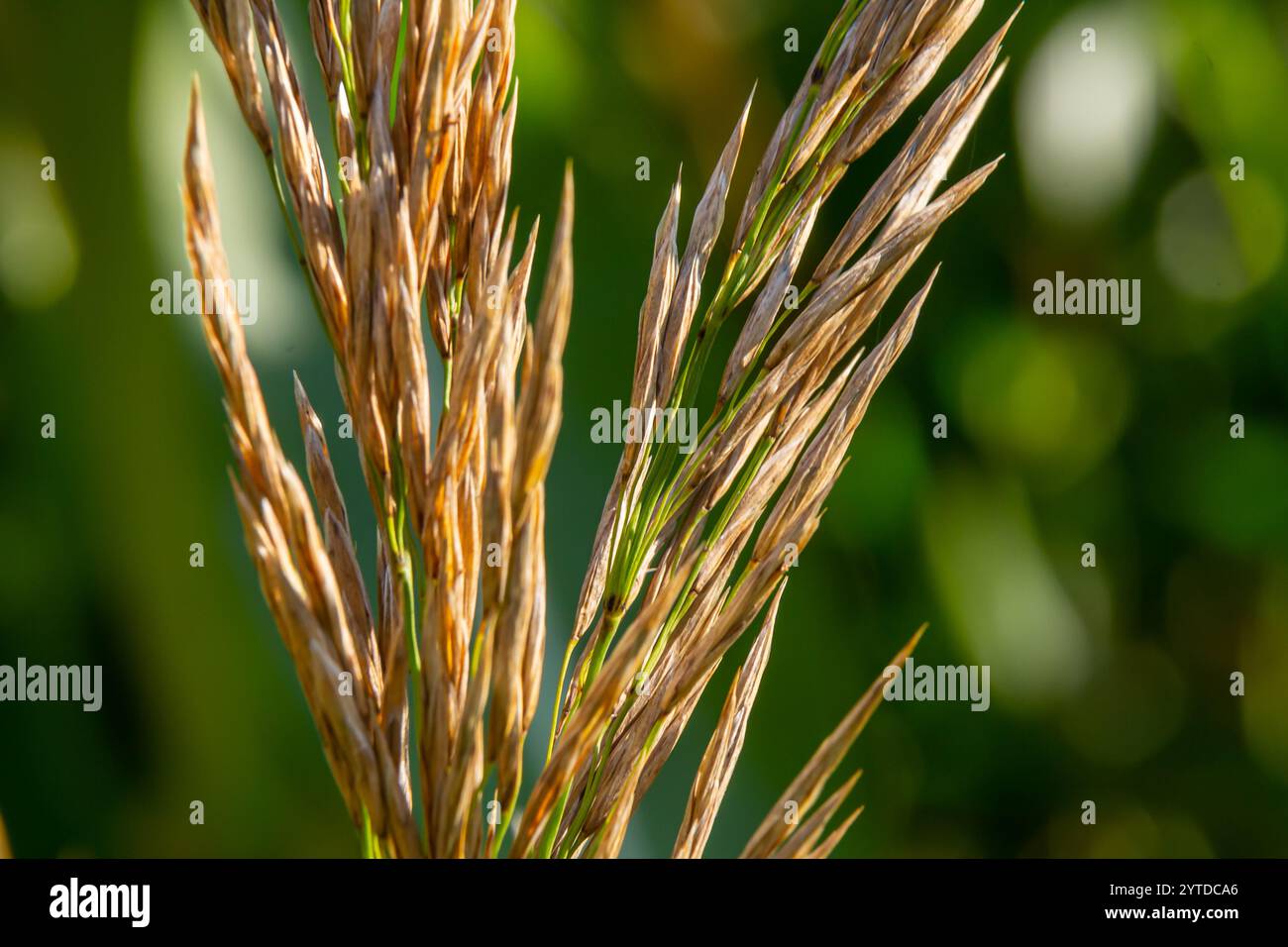 Bromegrass seed heads with blurry background. Bromus is a large genus ...
