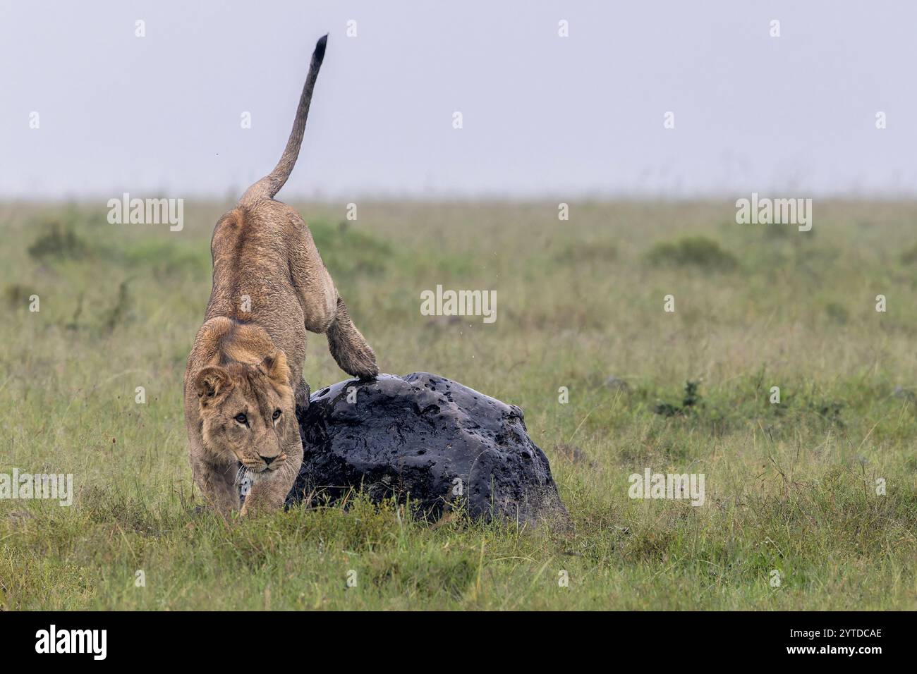 A large lion cub playing in open wet grassland, jumping off a rock, low ...