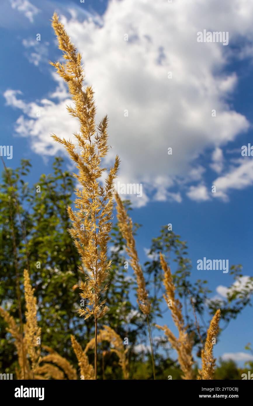 Inflorescence of wood small-reed Calamagrostis epigejos on a meadow ...