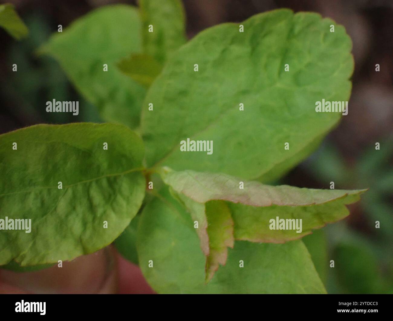 Shinyleaf Meadowsweet (Spiraea lucida Stock Photo - Alamy