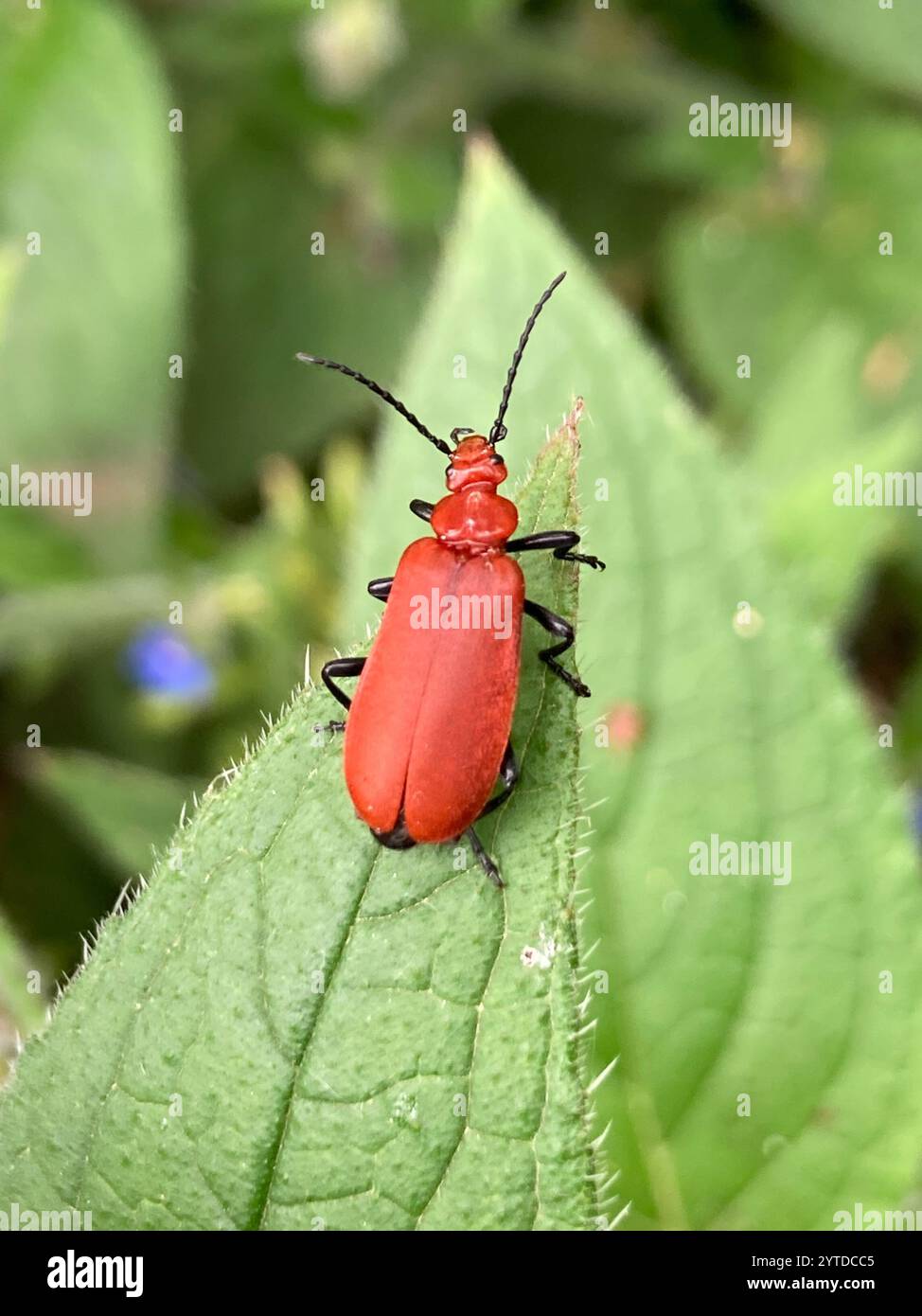 Common Cardinal Beetle (Pyrochroa serraticornis Stock Photo - Alamy