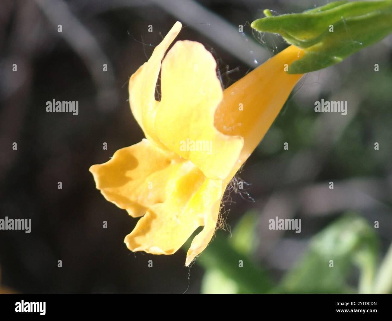 orange bush monkeyflower (Diplacus aurantiacus Stock Photo - Alamy