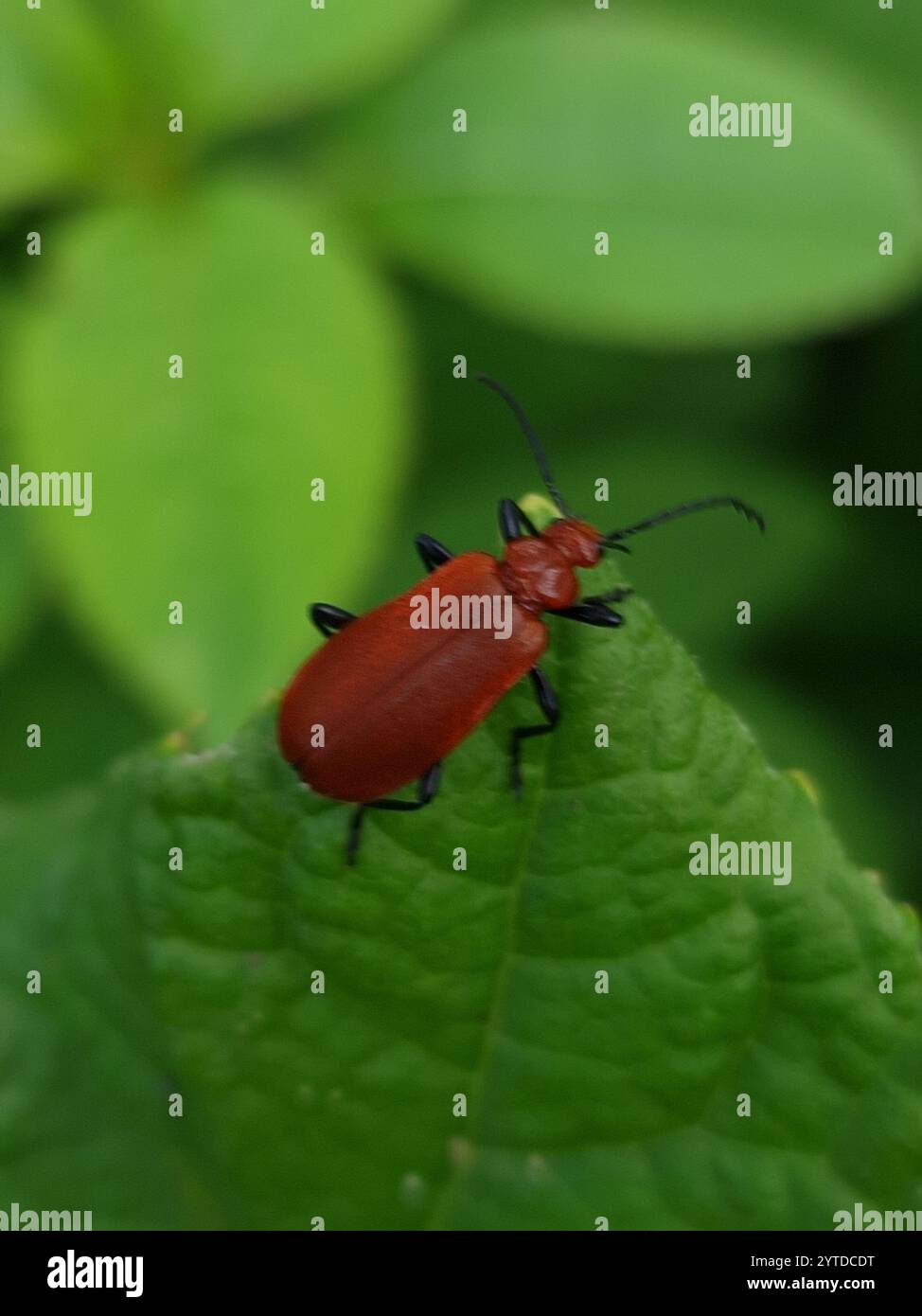 Common Cardinal Beetle (Pyrochroa serraticornis Stock Photo - Alamy