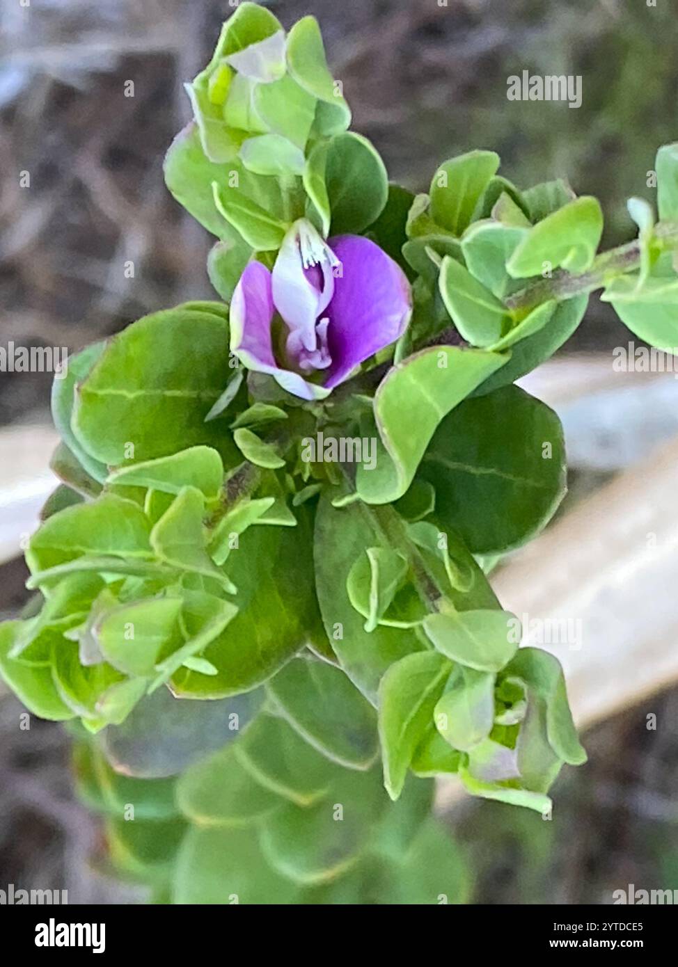 Septemberbush (Polygala myrtifolia myrtifolia Stock Photo - Alamy