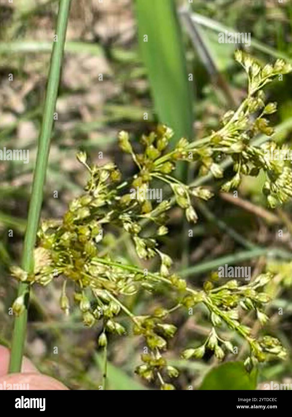 Soft Rush (Juncus effusus Stock Photo - Alamy