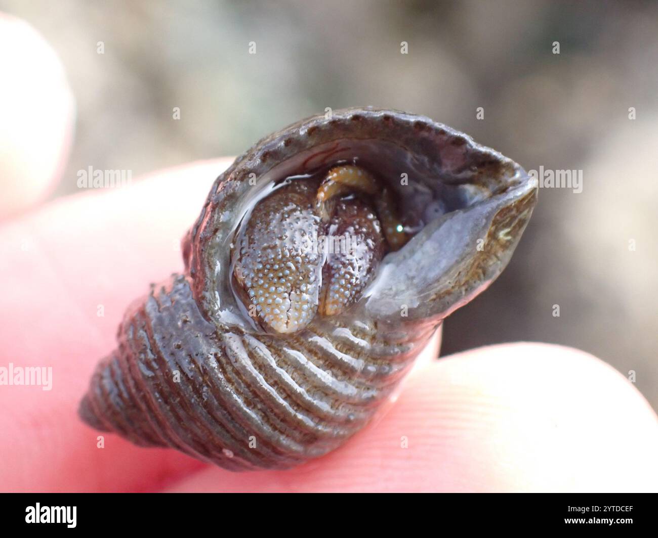 Channeled Dog Winkle (Nucella canaliculata Stock Photo - Alamy